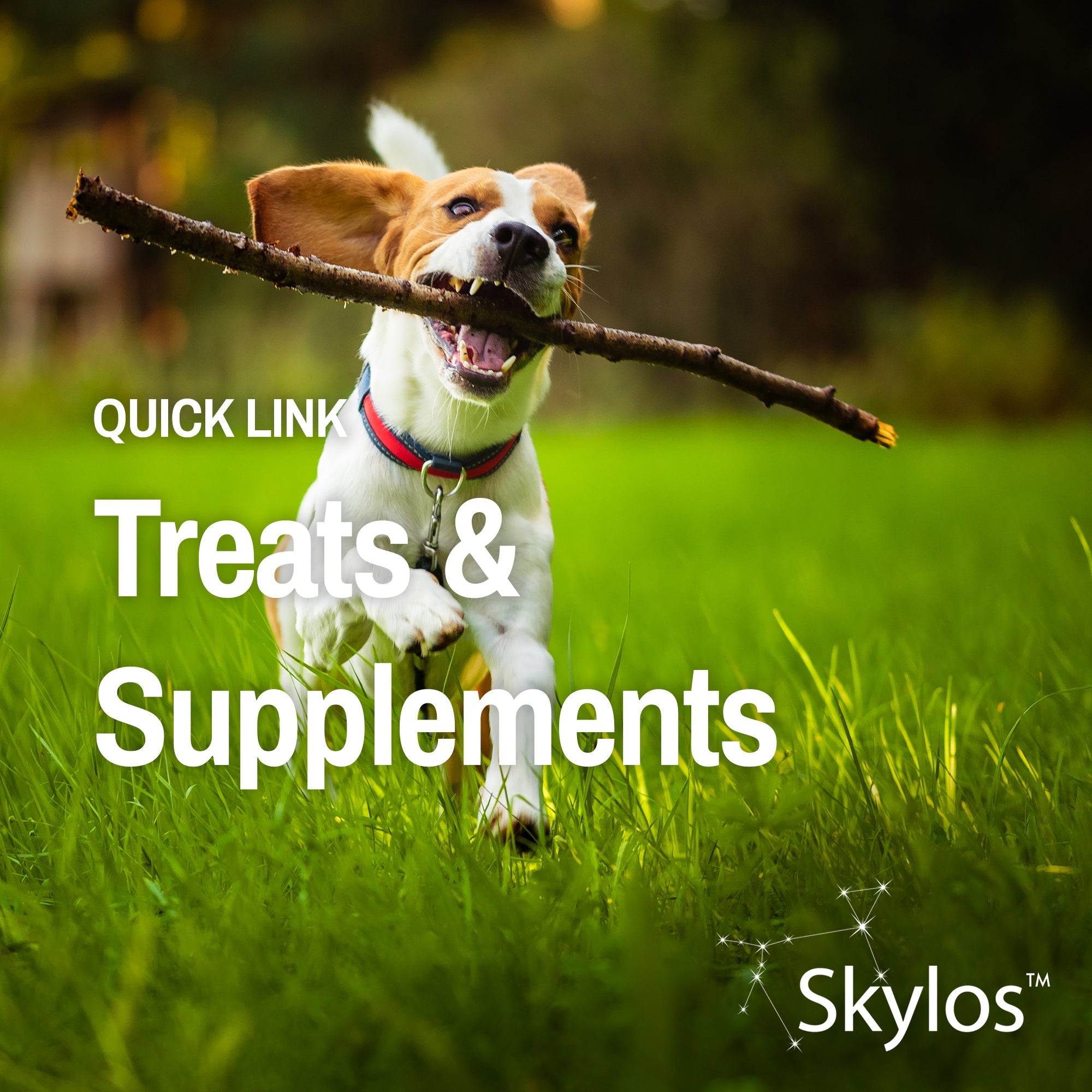 Treats and Supplements – New Skylos Foods